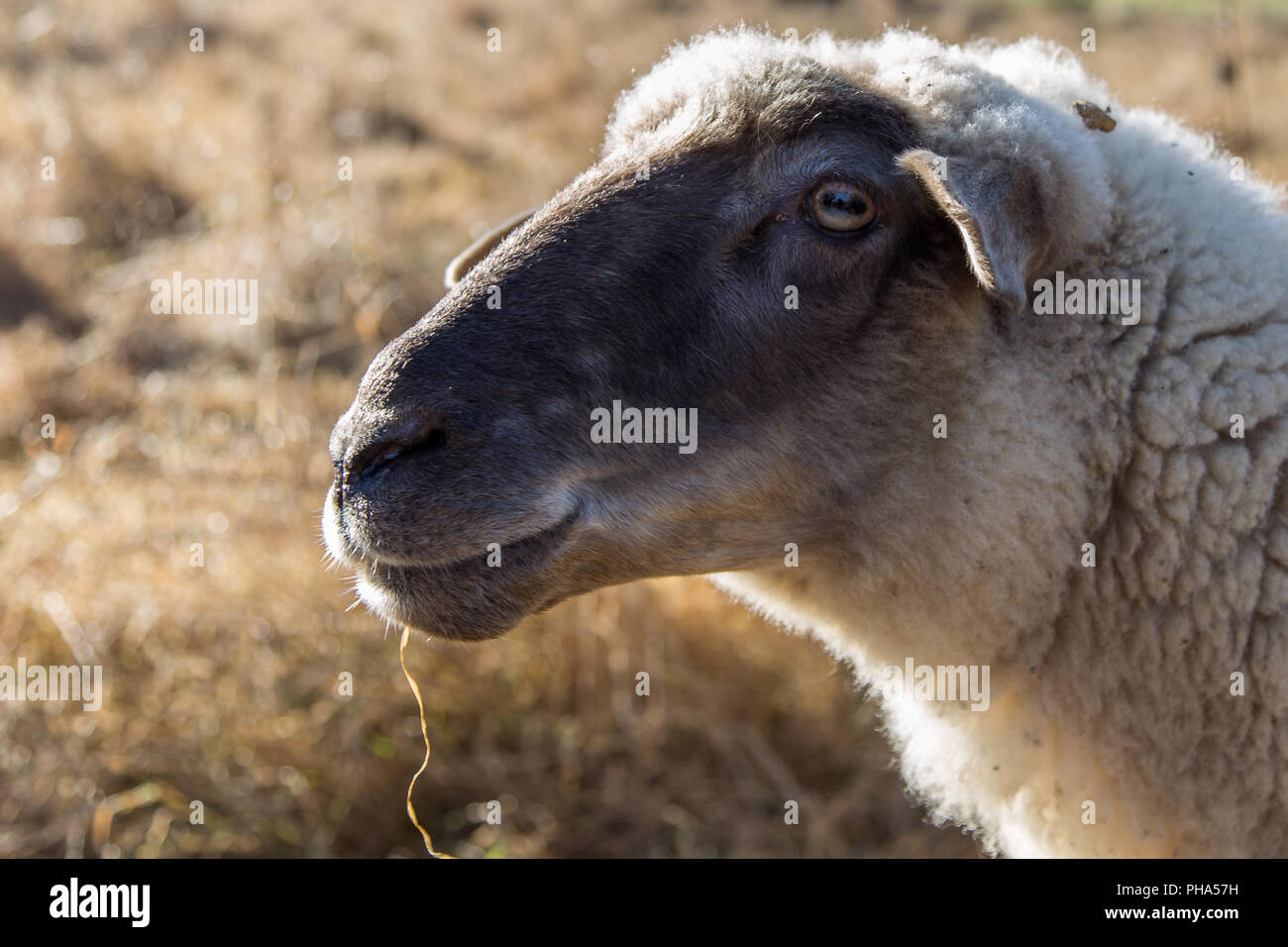 Too close to sheep hi-res stock photography and images - Alamy