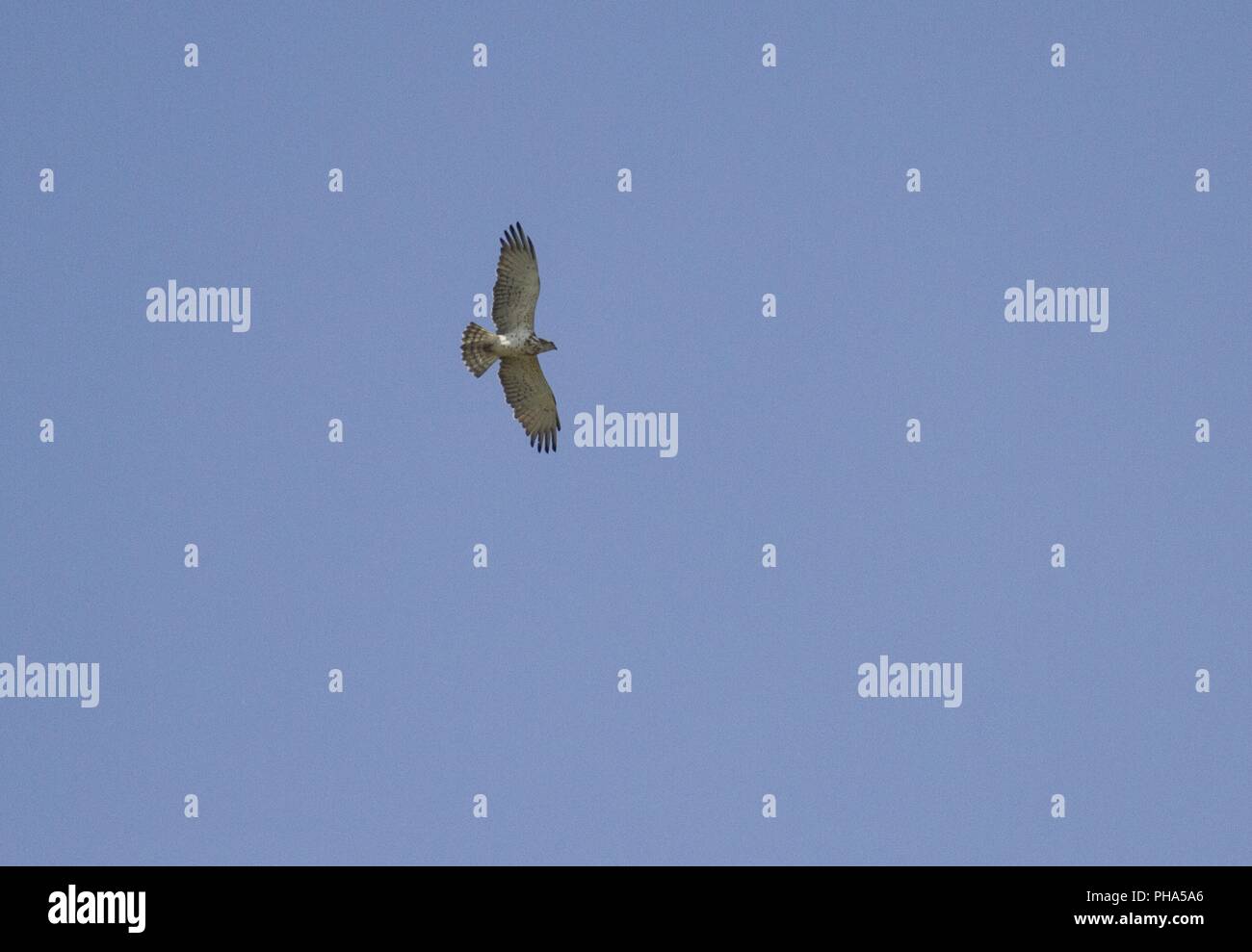 Tored hi-res stock photography and images - Alamy