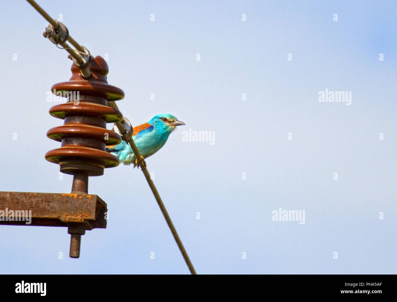 European Roller, Macin-Mountains, Romania Stock Photo - Alamy