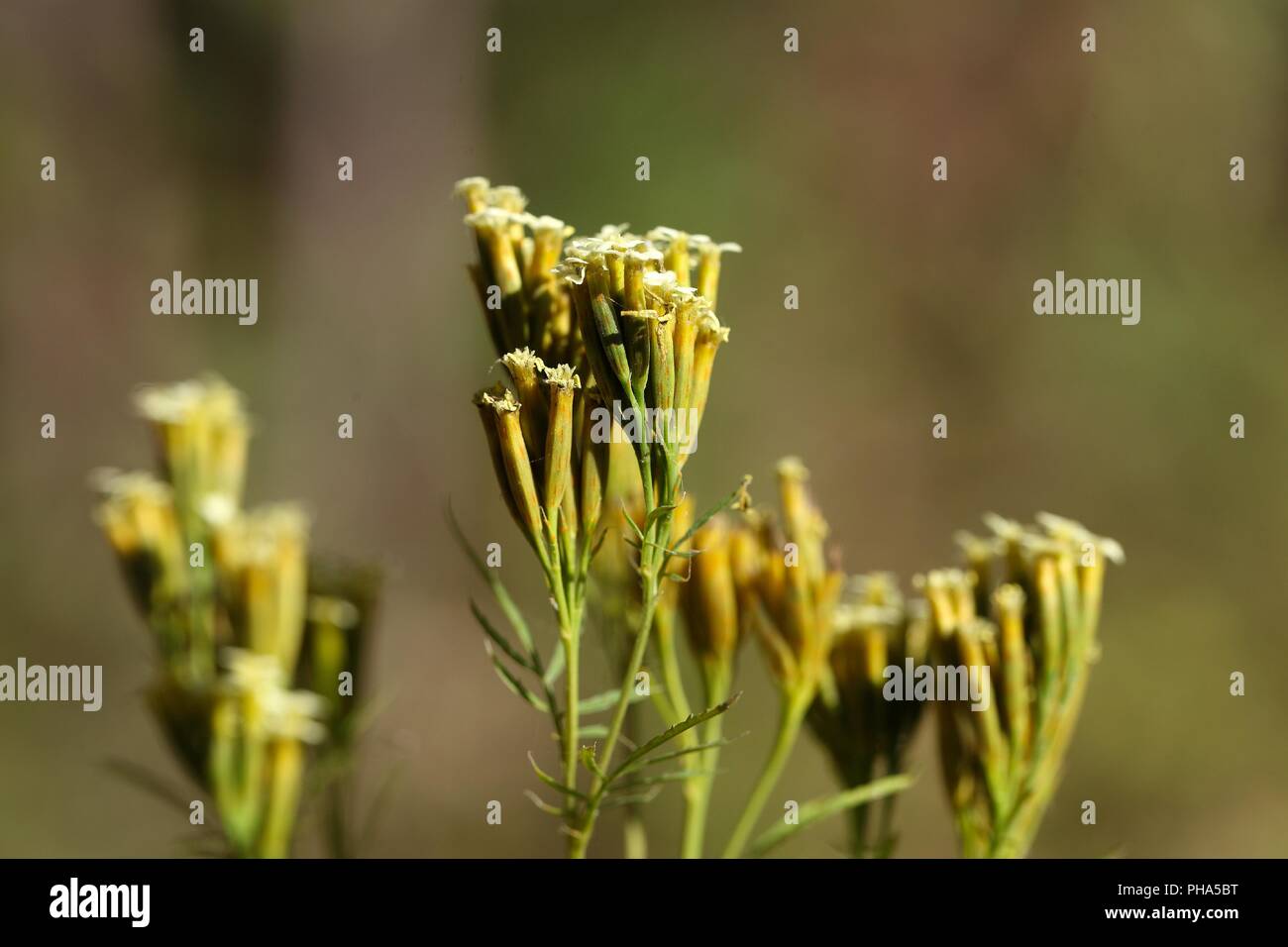 Equator flowers hi-res stock photography and images - Alamy