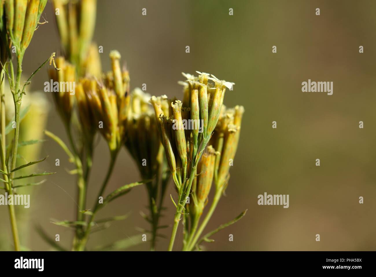Equator flowers hi-res stock photography and images - Alamy