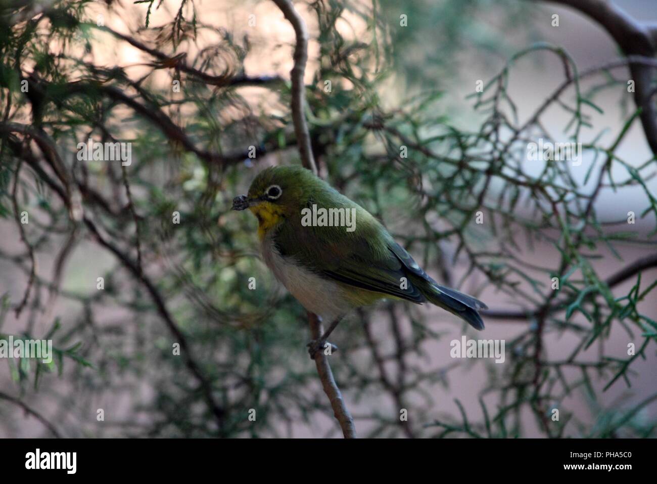 White-breasted White-eye (Zosterops abyssinicus Stock Photo - Alamy