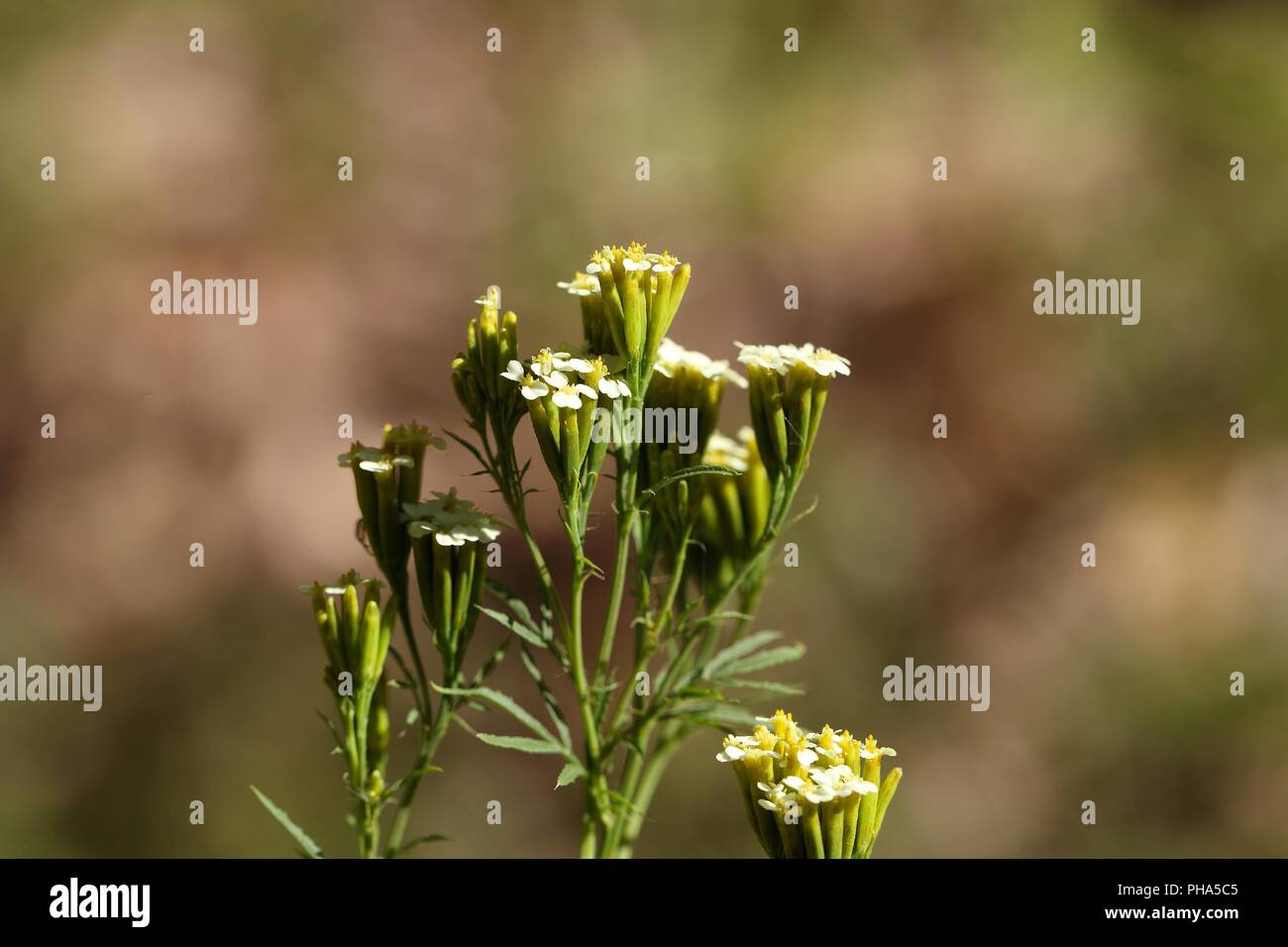 Equator flowers hi-res stock photography and images - Alamy