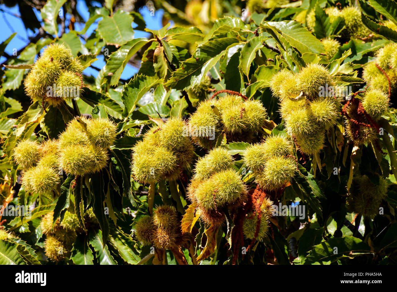 detail of ripe chestnuts Stock Photo - Alamy