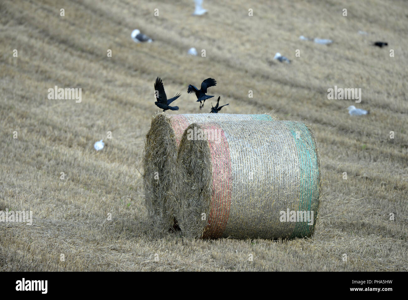 Crows flying hi-res stock photography and images - Alamy