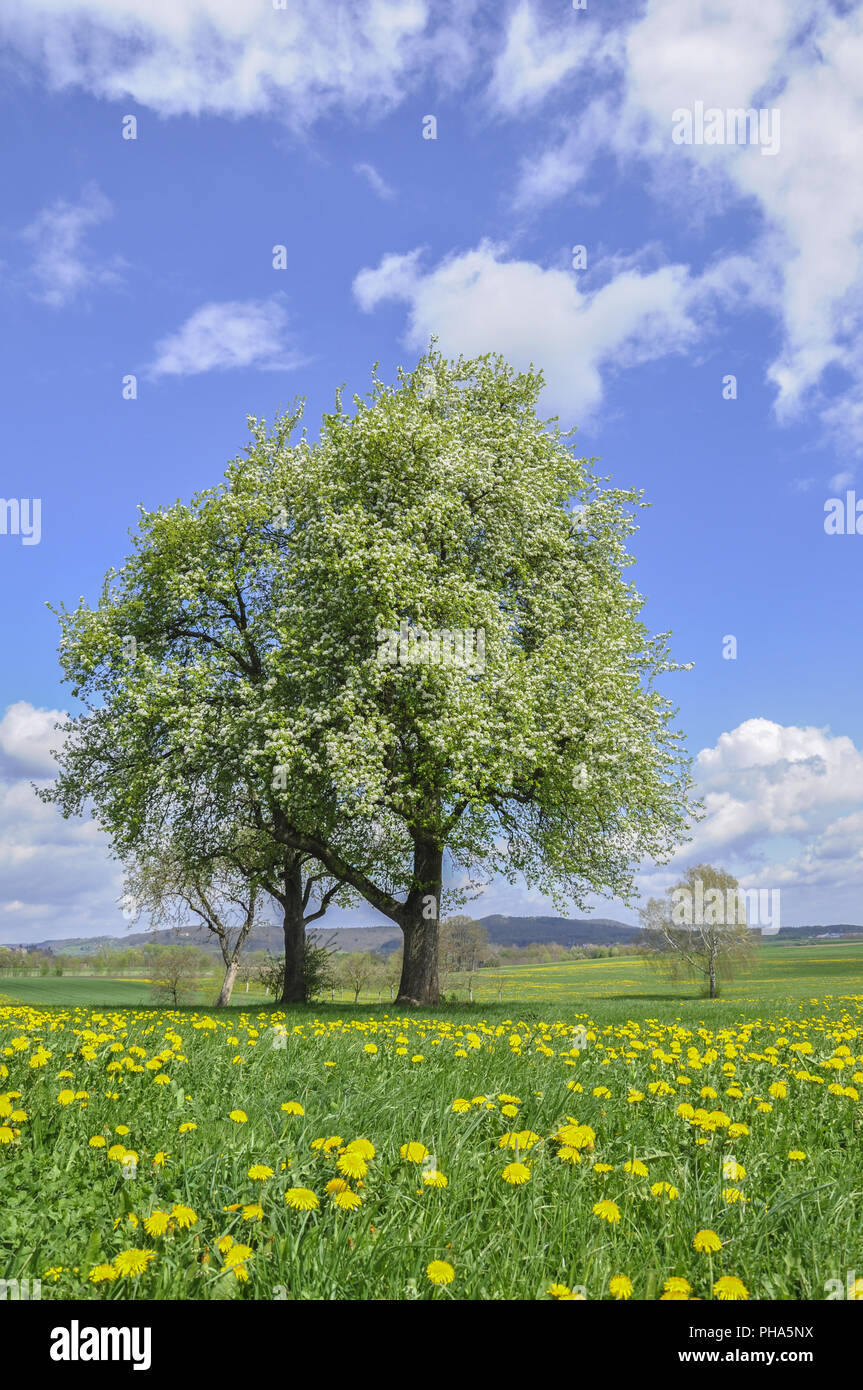Spring meadow flowers forest germany hi-res stock photography and ...