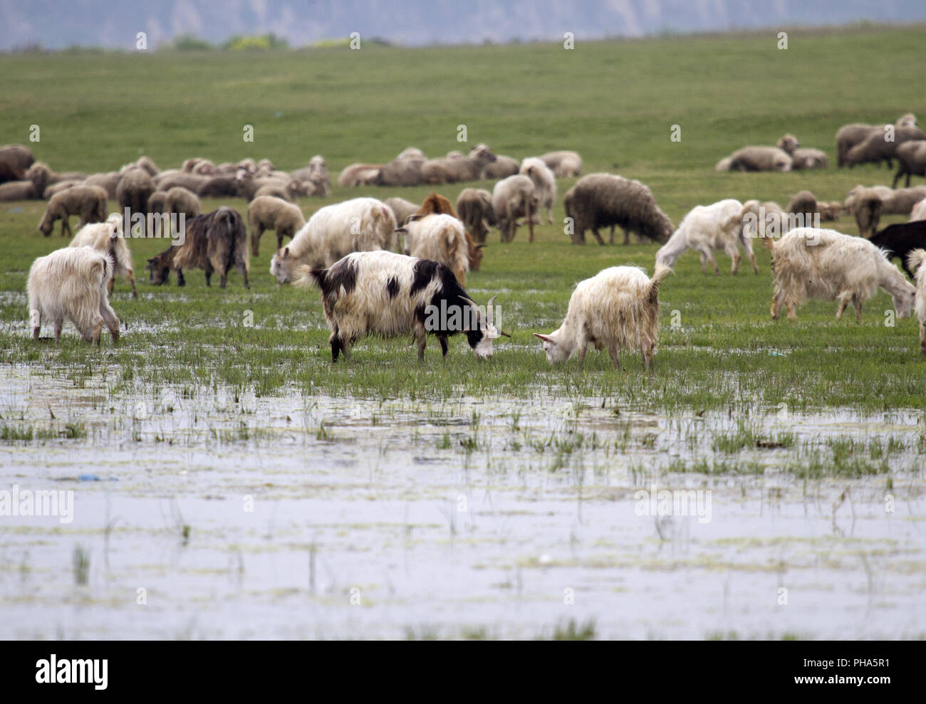 Sheep and goats, Judetul, Braila, Romania Stock Photo - Alamy