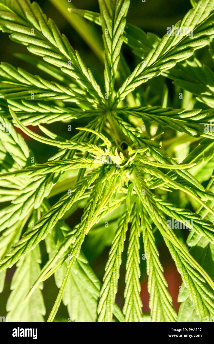 Cannabis texture hi-res stock photography and images - Alamy