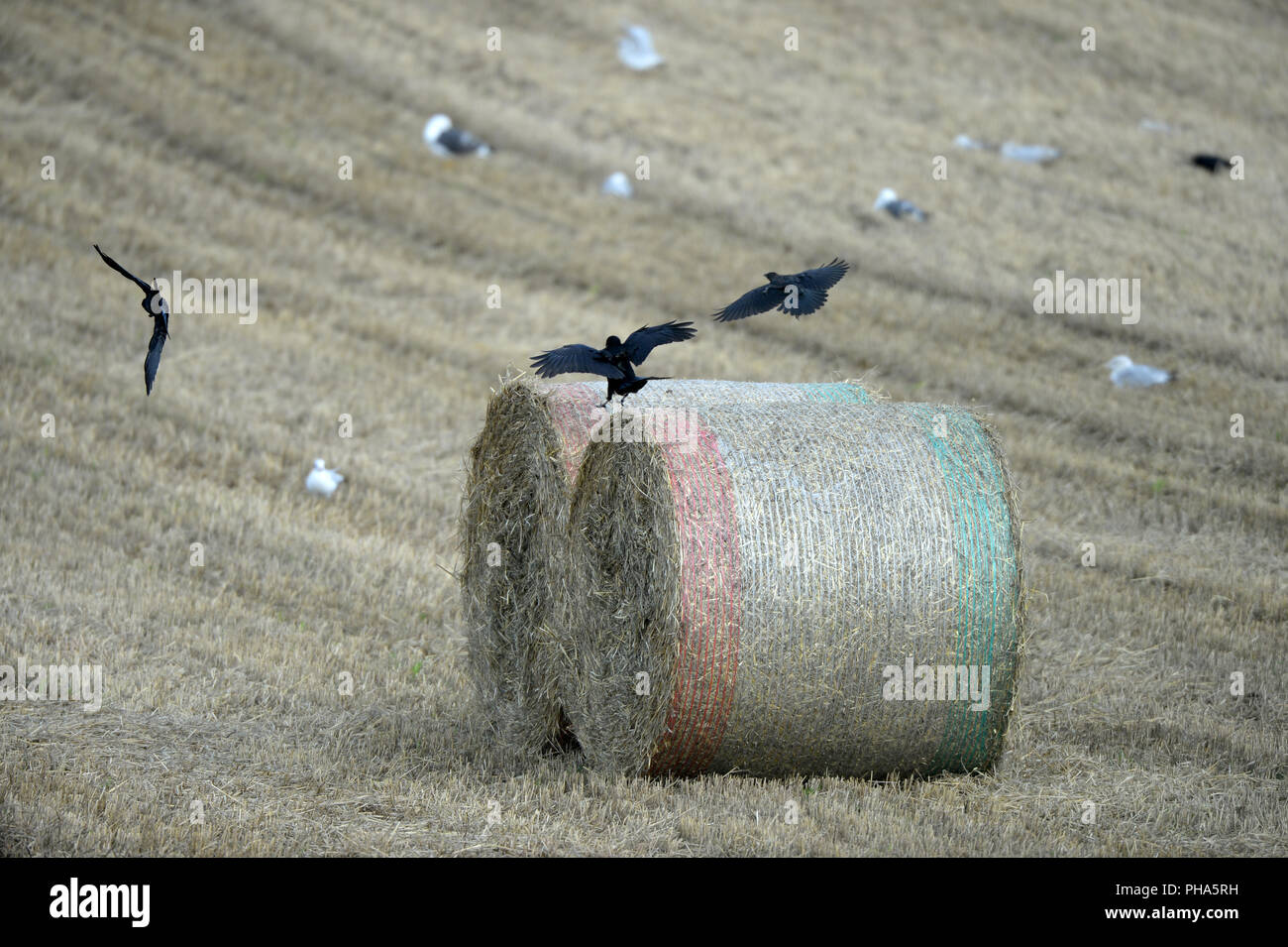 Crows flying from straw bales in stubble field. Gulls in background ...