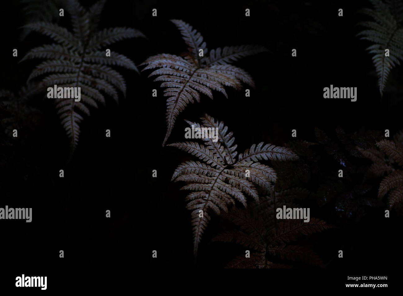 Dead fern in the forest, Background Stock Photo - Alamy