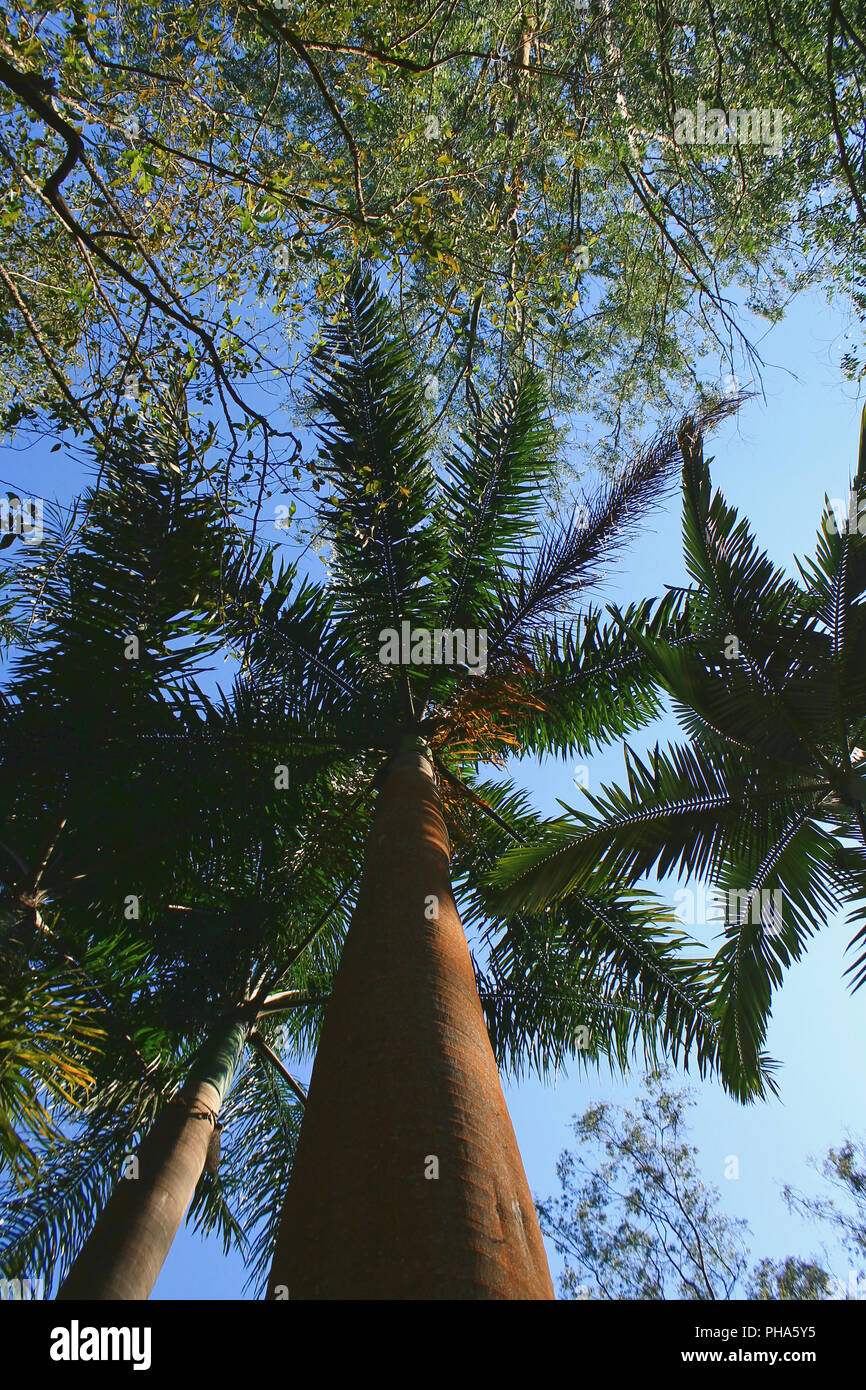 Palm tree in perspective Stock Photo - Alamy