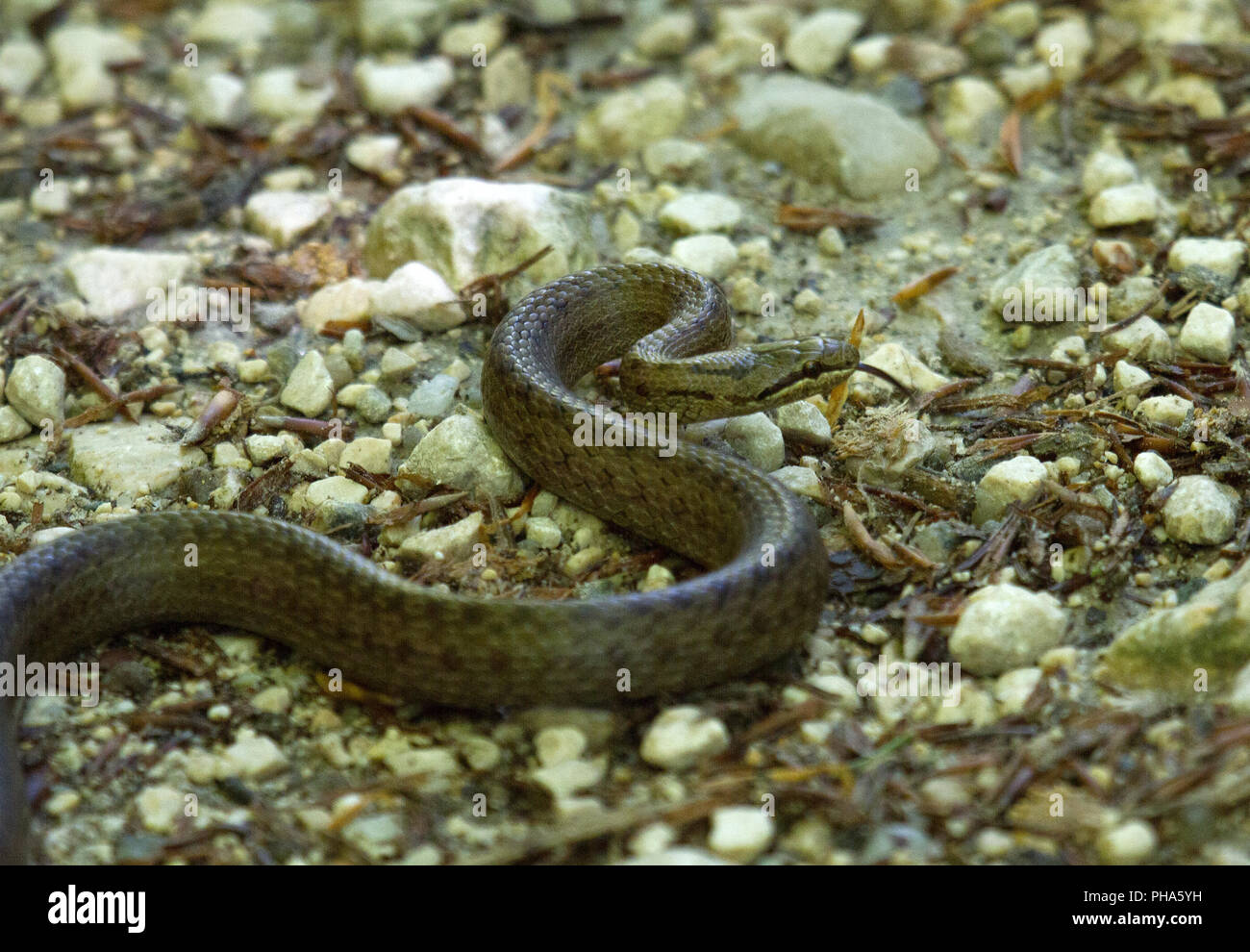 Smooth natter (snake), Königstein-Mountains, Carpathians, Romania Stock ...