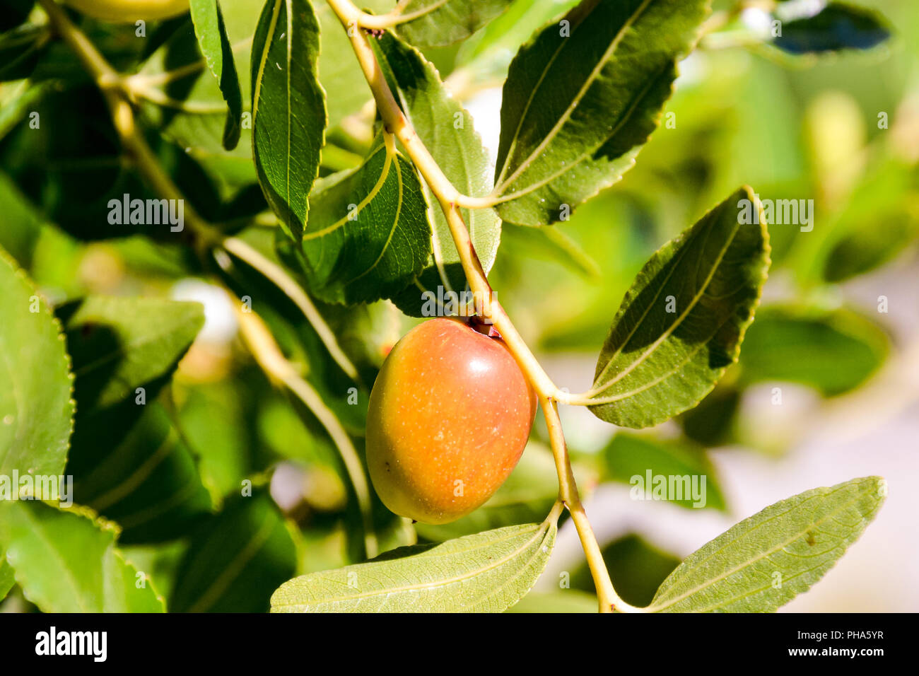Zizyphus zizyphus hi-res stock photography and images - Alamy
