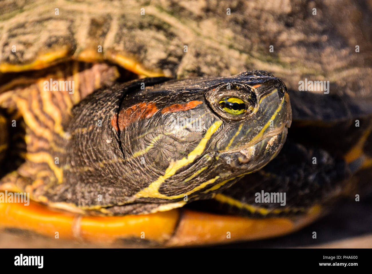 Trachemys Scripta Elegans Tortoise Stock Photo - Alamy