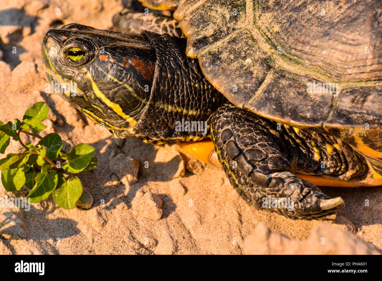 Trachemys Scripta Elegans Tortoise Stock Photo - Alamy