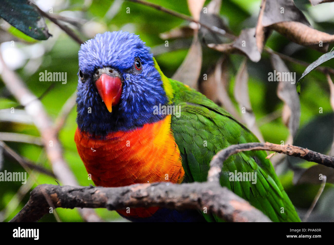 Beautiful colored tropical parrot hi-res stock photography and images ...