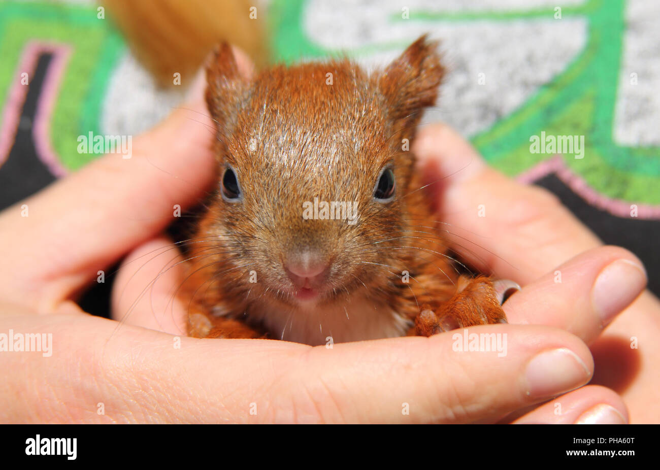 Baby squirrel hi-res stock photography and images - Alamy