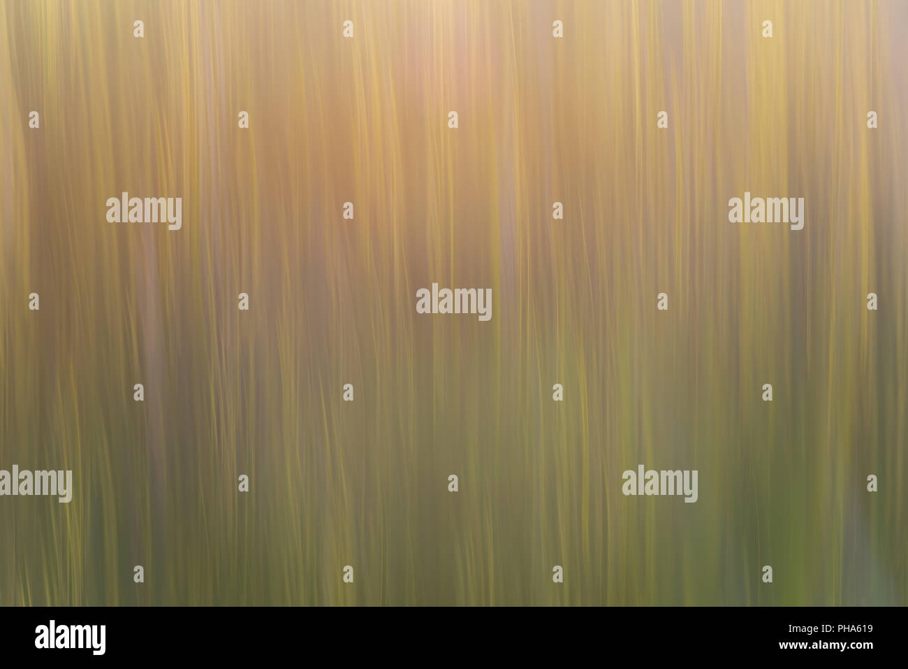 Abstract plants stems Stock Photo - Alamy