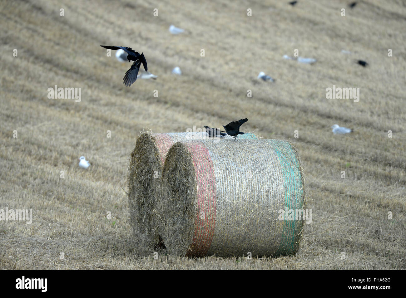 Crows flying from straw bales in stubble field. Gulls in background ...