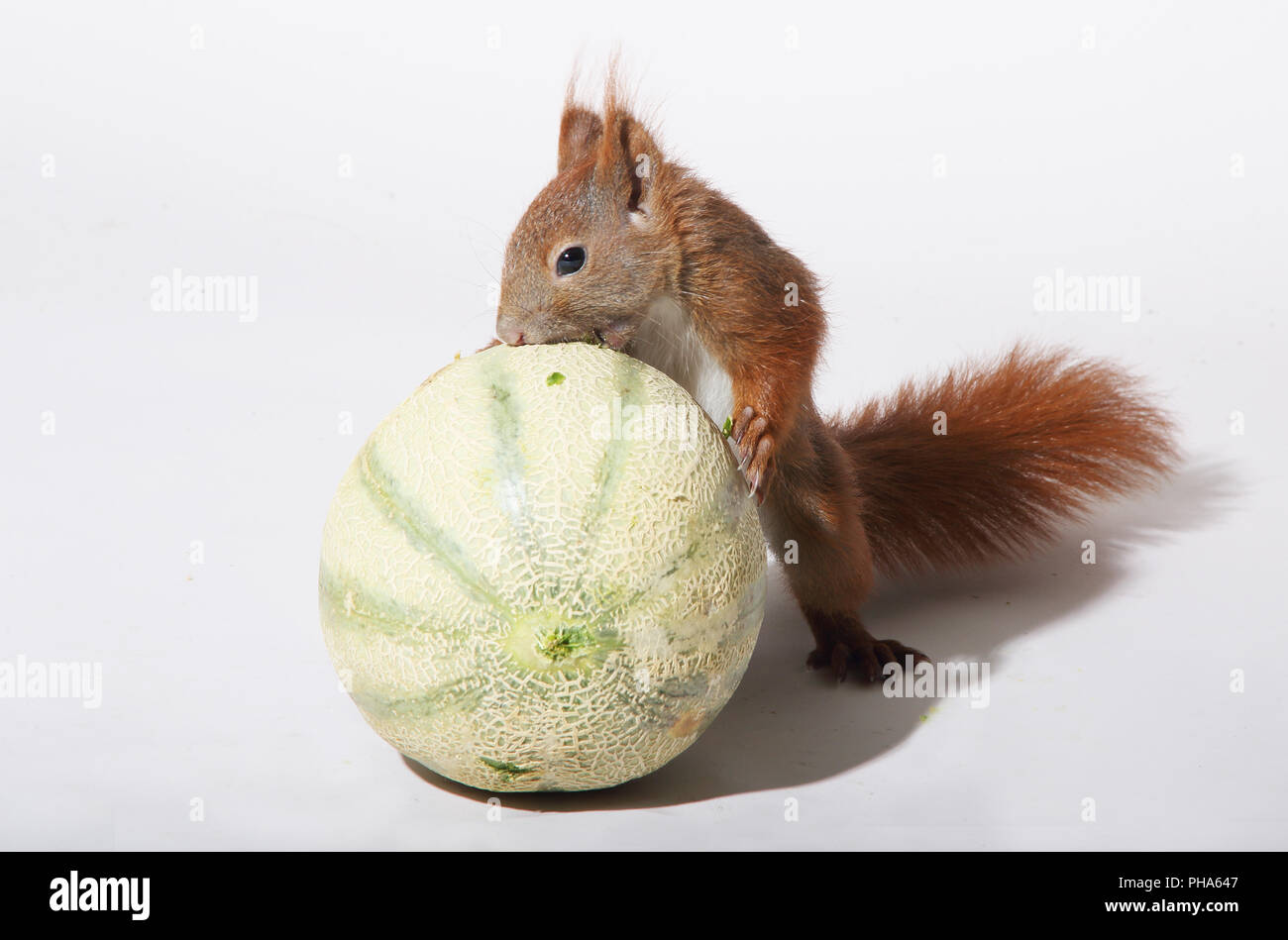 squirrel with a melon Stock Photo - Alamy
