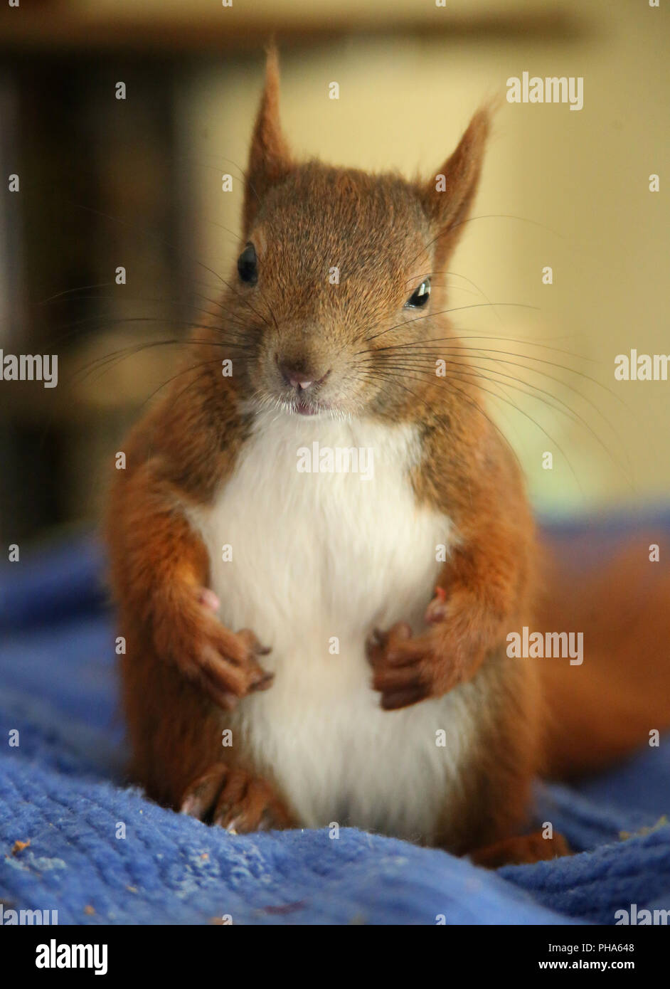 Cute squirrel hi-res stock photography and images - Alamy