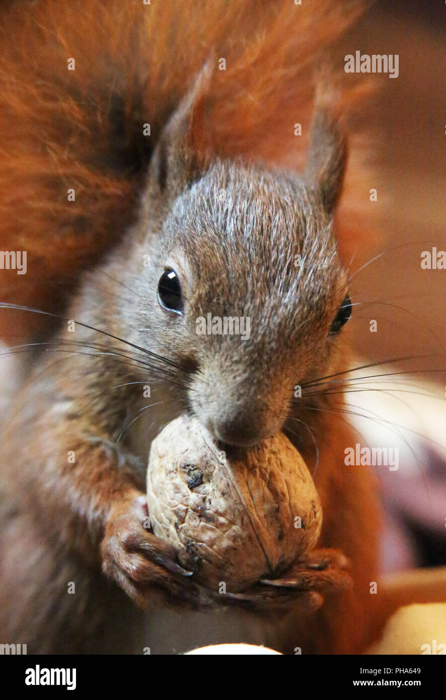 Tired squirrel hi-res stock photography and images - Alamy