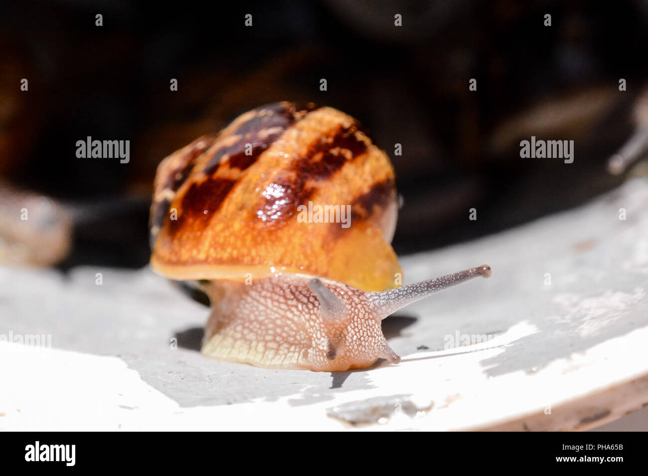 Edible snail escargot Stock Photo - Alamy
