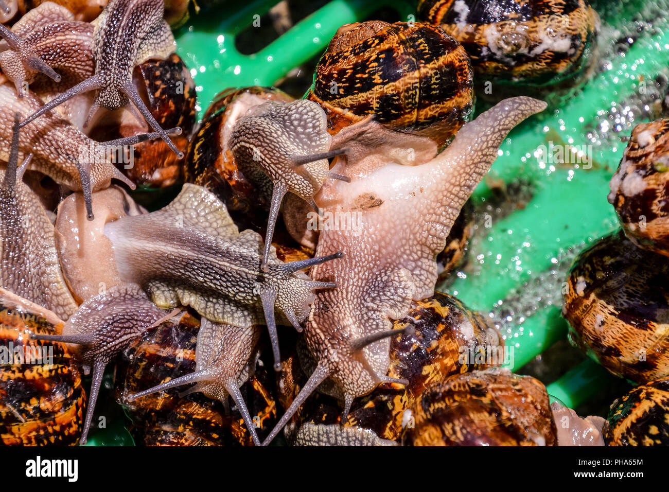 Edible snail escargot Stock Photo - Alamy