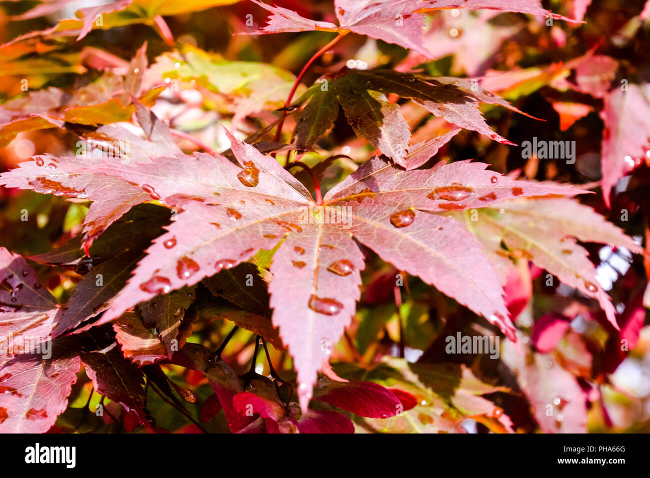 Blooming Flower Background Stock Photo - Alamy