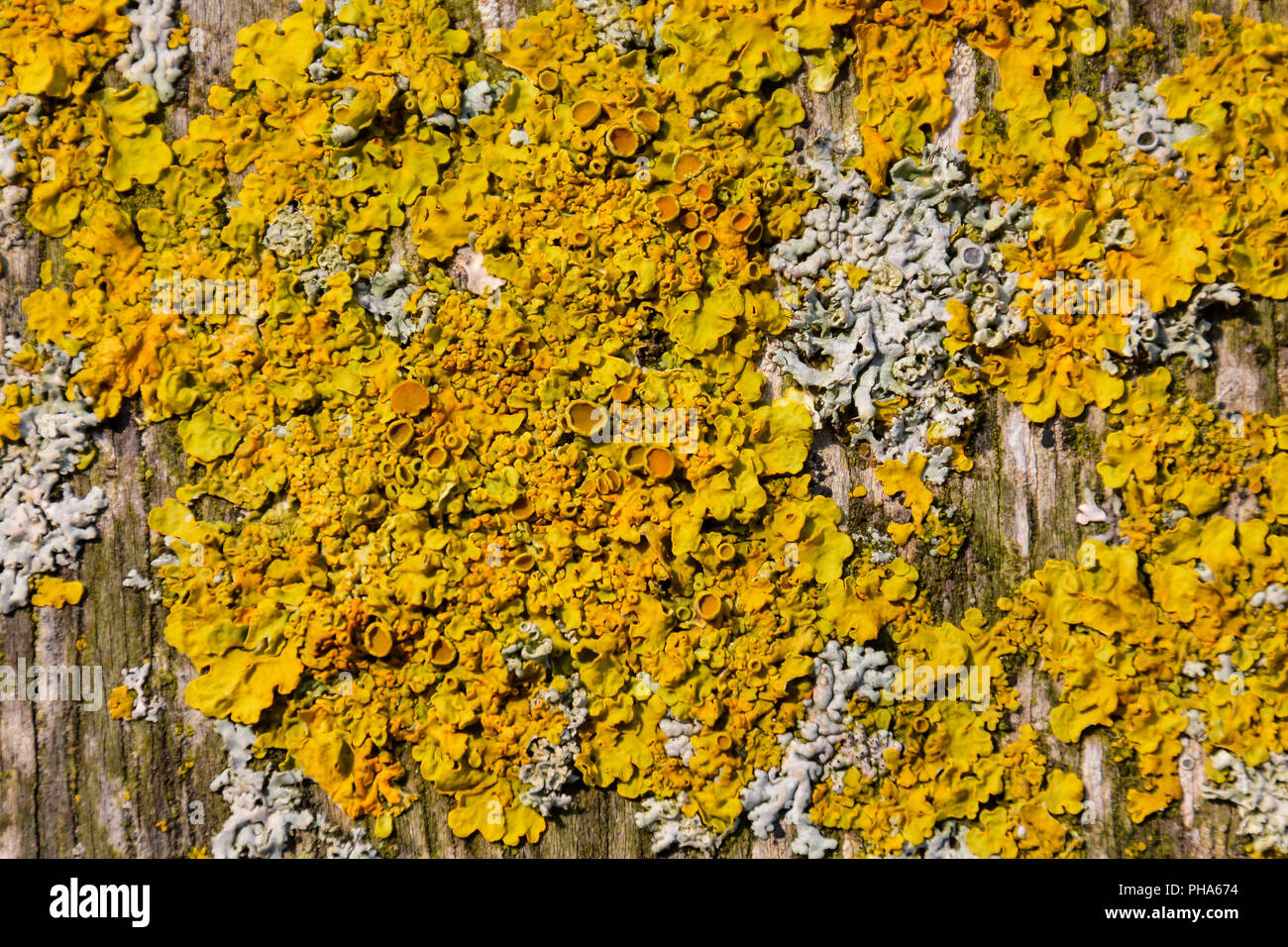 Photo Picture texture Lichens Stock Photo - Alamy