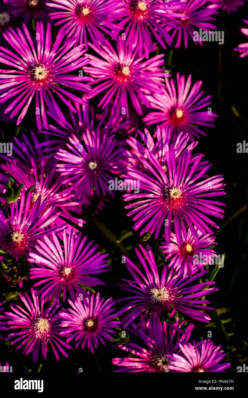 Blooming Flower Background Stock Photo - Alamy