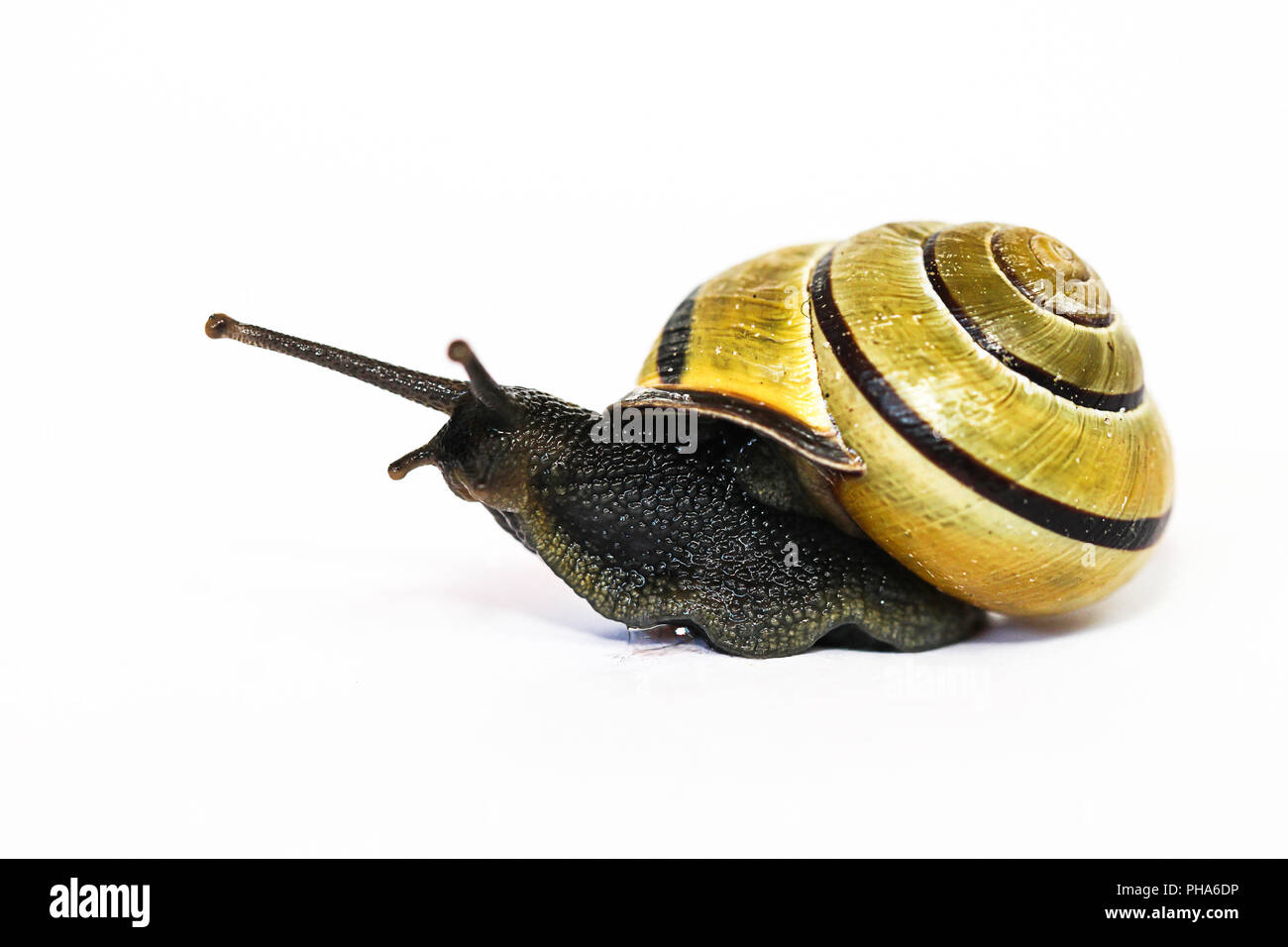 Hain snail hi-res stock photography and images - Alamy