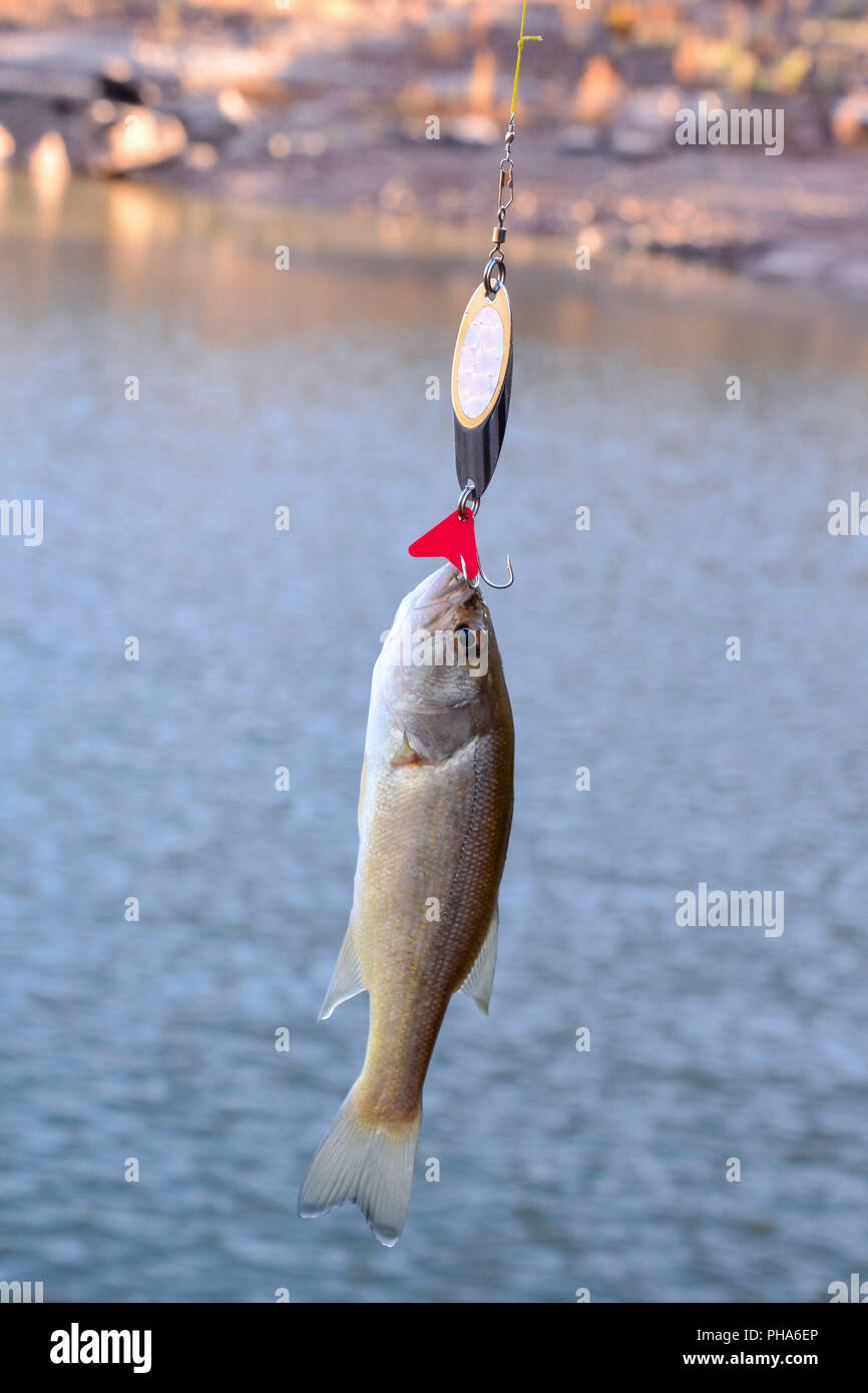 Largemouth Bass fish Stock Photo - Alamy