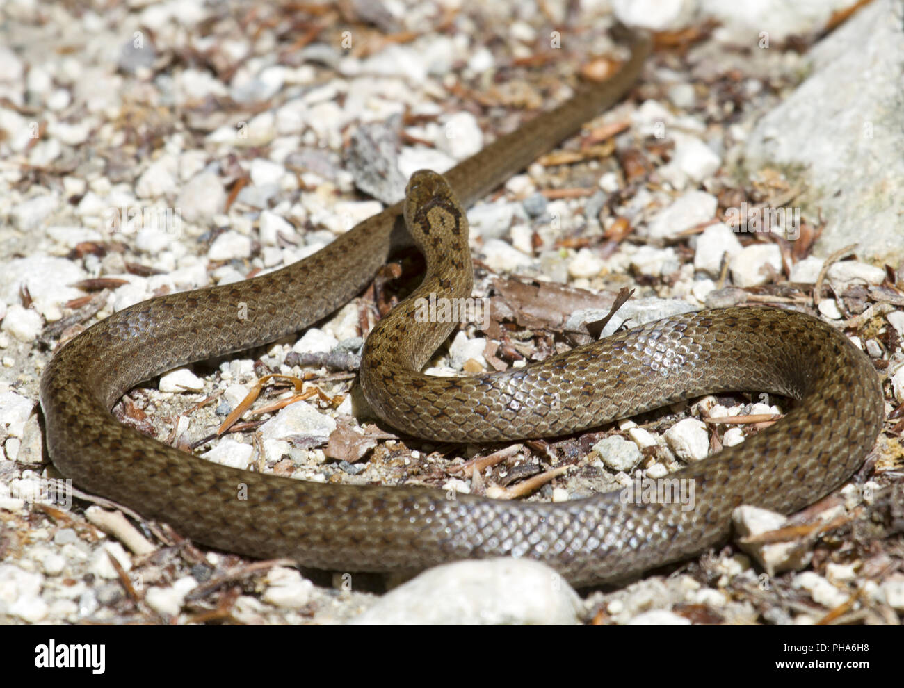 Smooth natter (snake), Königstein-Mountains, Carpathians, Romania Stock ...