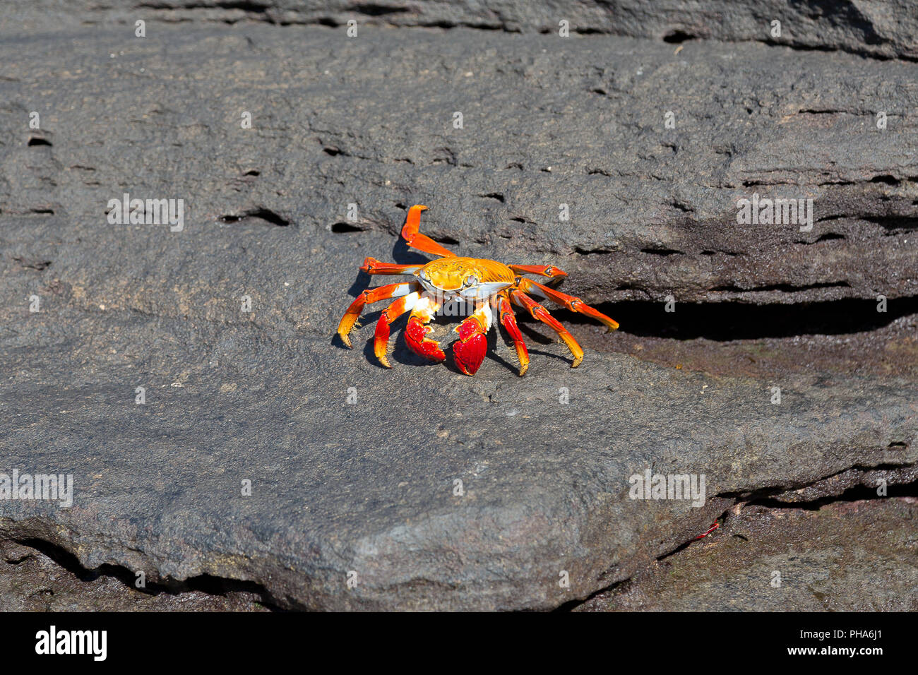 SALLY LIGHTFOOT CRAB GALAPAGOS ISLAN Stock Photo - Alamy