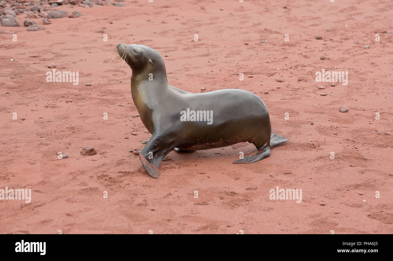 PROUD SEA LION, GALAPAGOS Stock Photo - Alamy