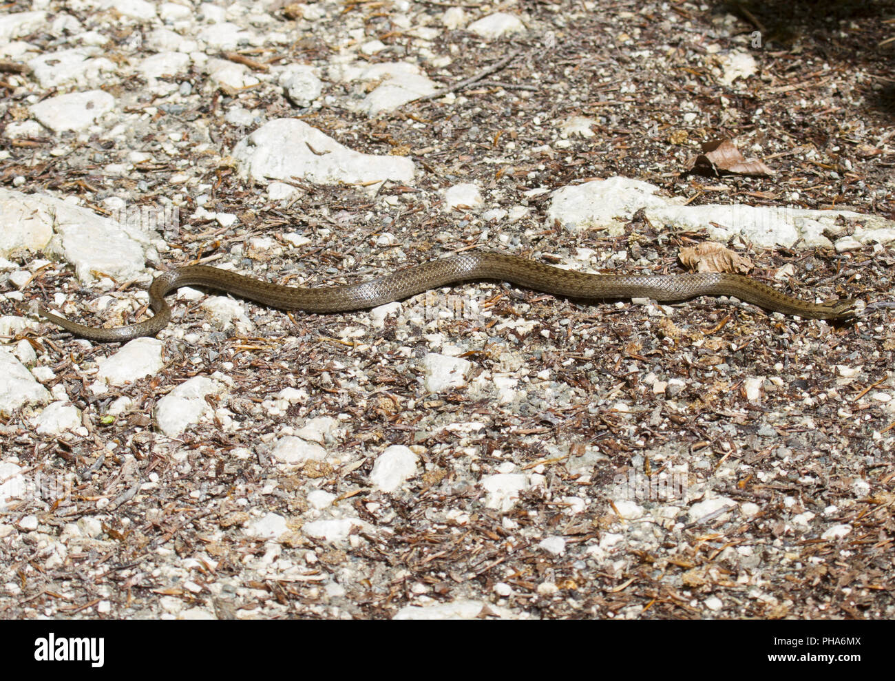 Snake smooth snake hi-res stock photography and images - Alamy