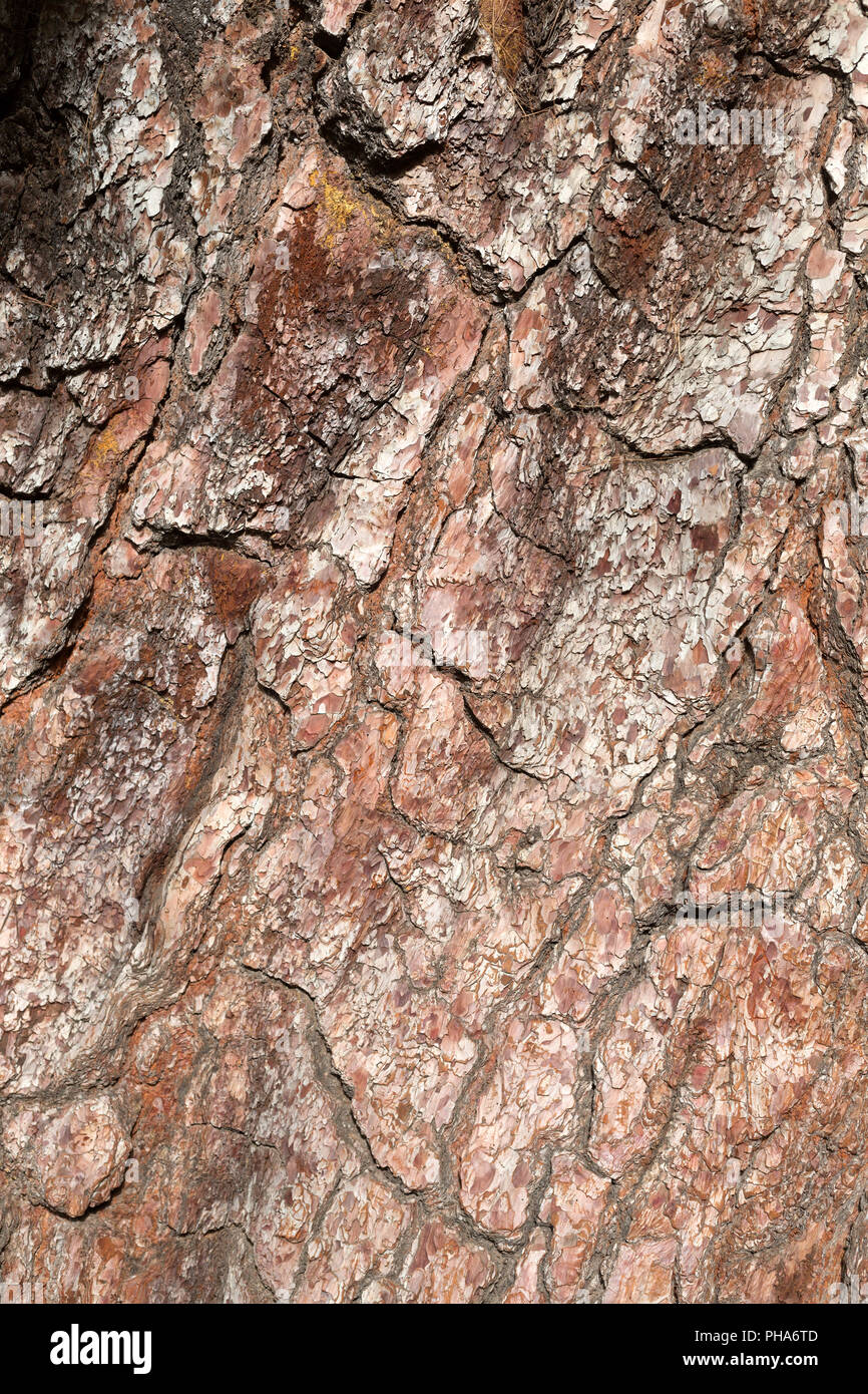 pine tree bark Stock Photo - Alamy