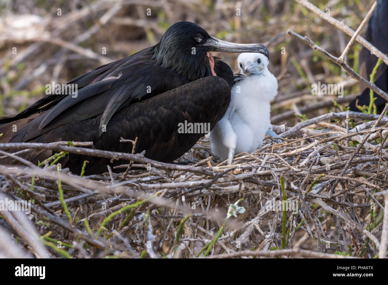 Young male galápagos sea hi-res stock photography and images - Alamy