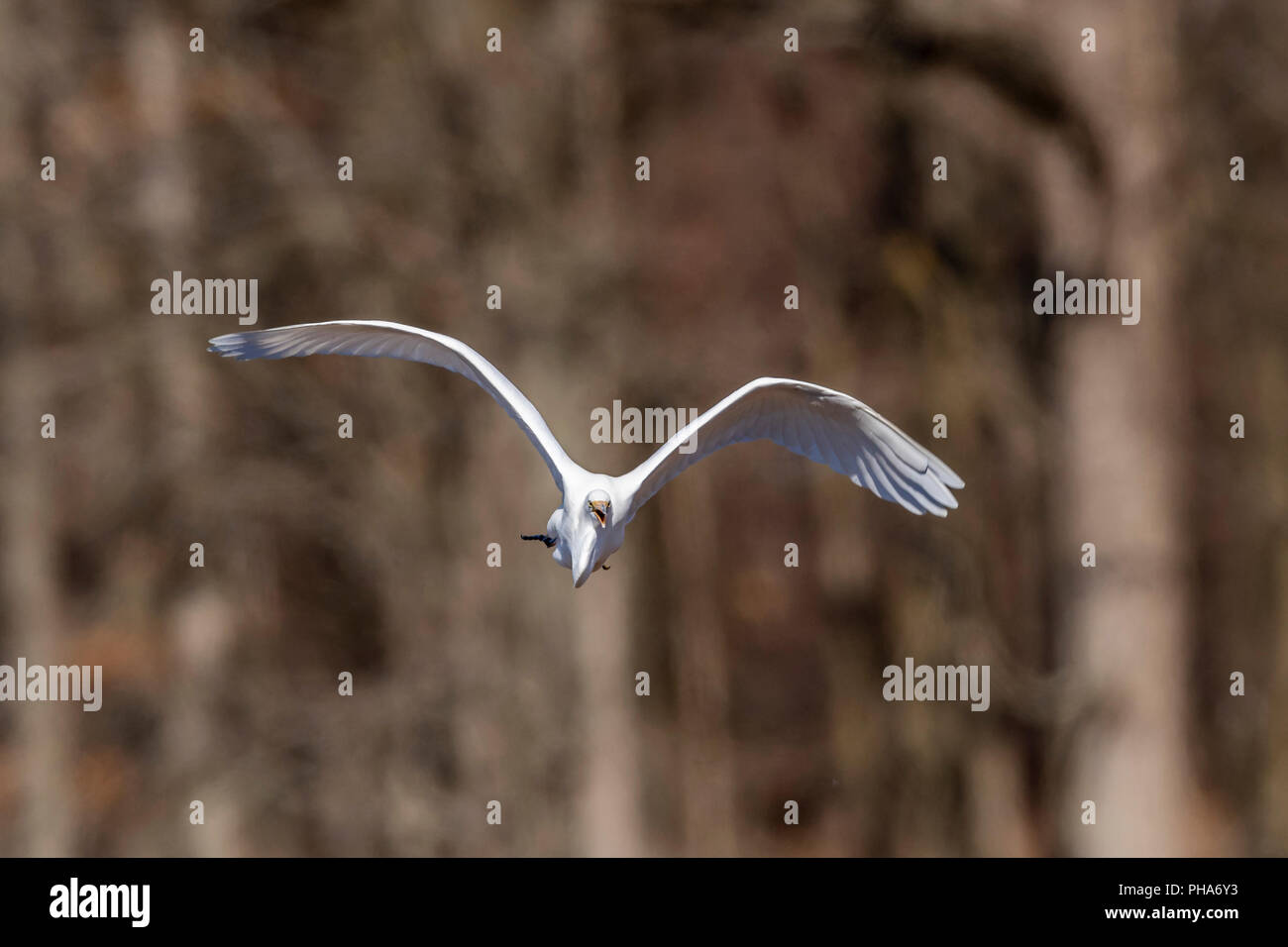 Flying egret hi-res stock photography and images - Alamy