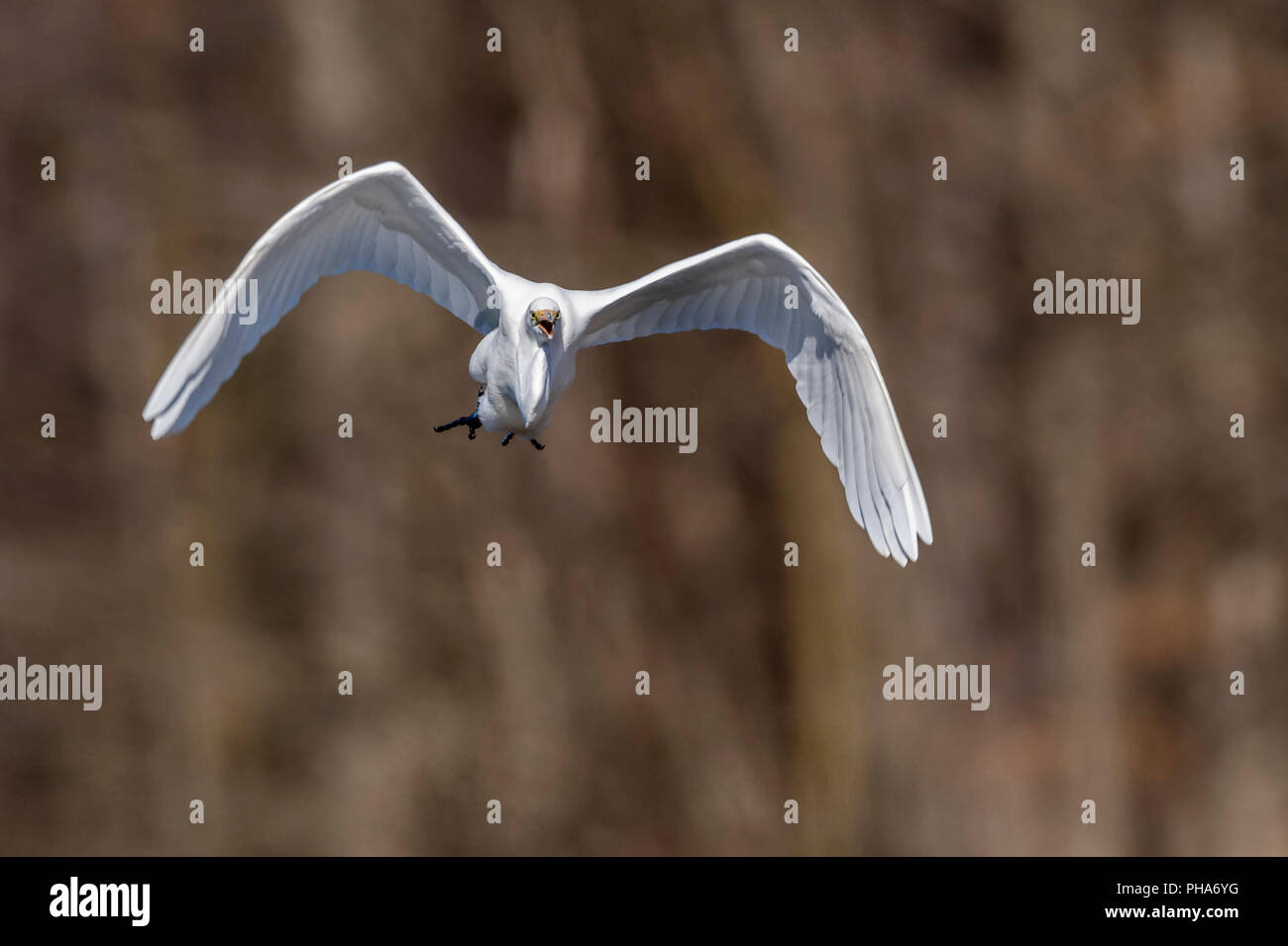 Flying egret hi-res stock photography and images - Alamy