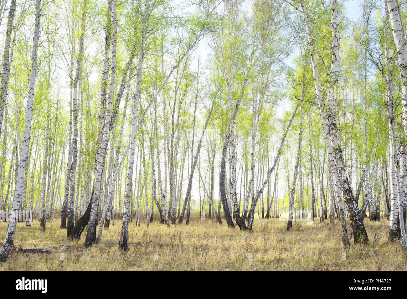 Spring birch forest Stock Photo - Alamy