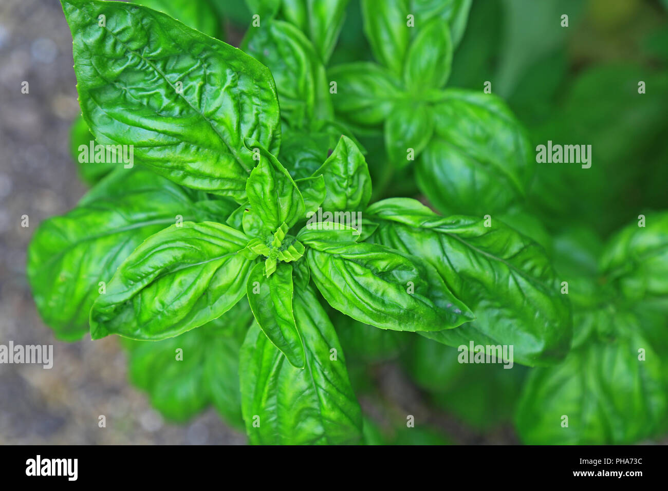 Basil (Ocimum basilicum Stock Photo - Alamy
