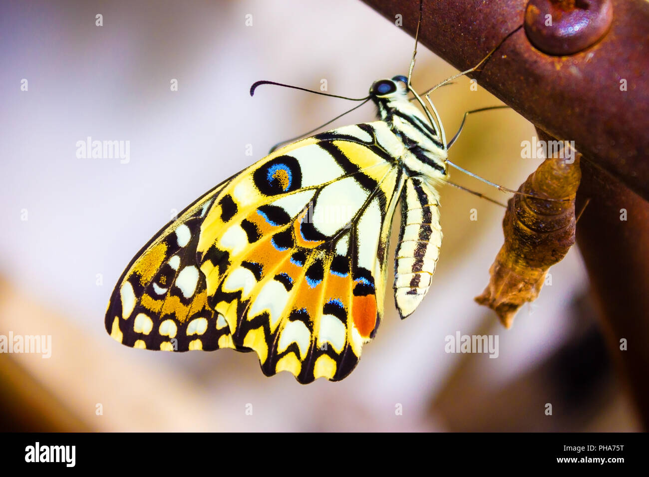 New butterfly hangs just after exits from its cocoon in the end of its ...