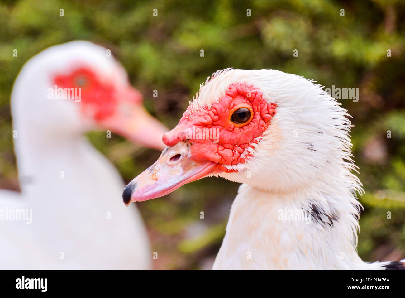 Muskovy Duck wild Stock Photo - Alamy