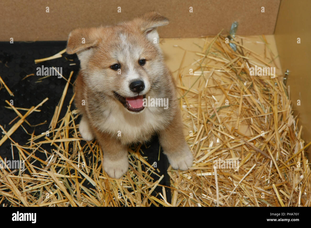 First days at home Stock Photo - Alamy