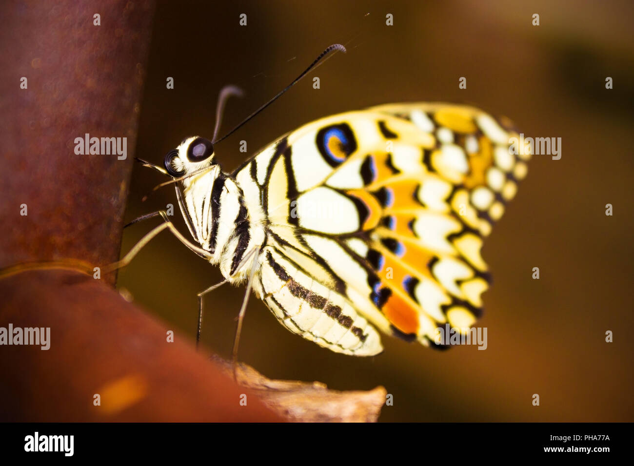 New butterfly hangs just after exits from its cocoon in the end of its ...