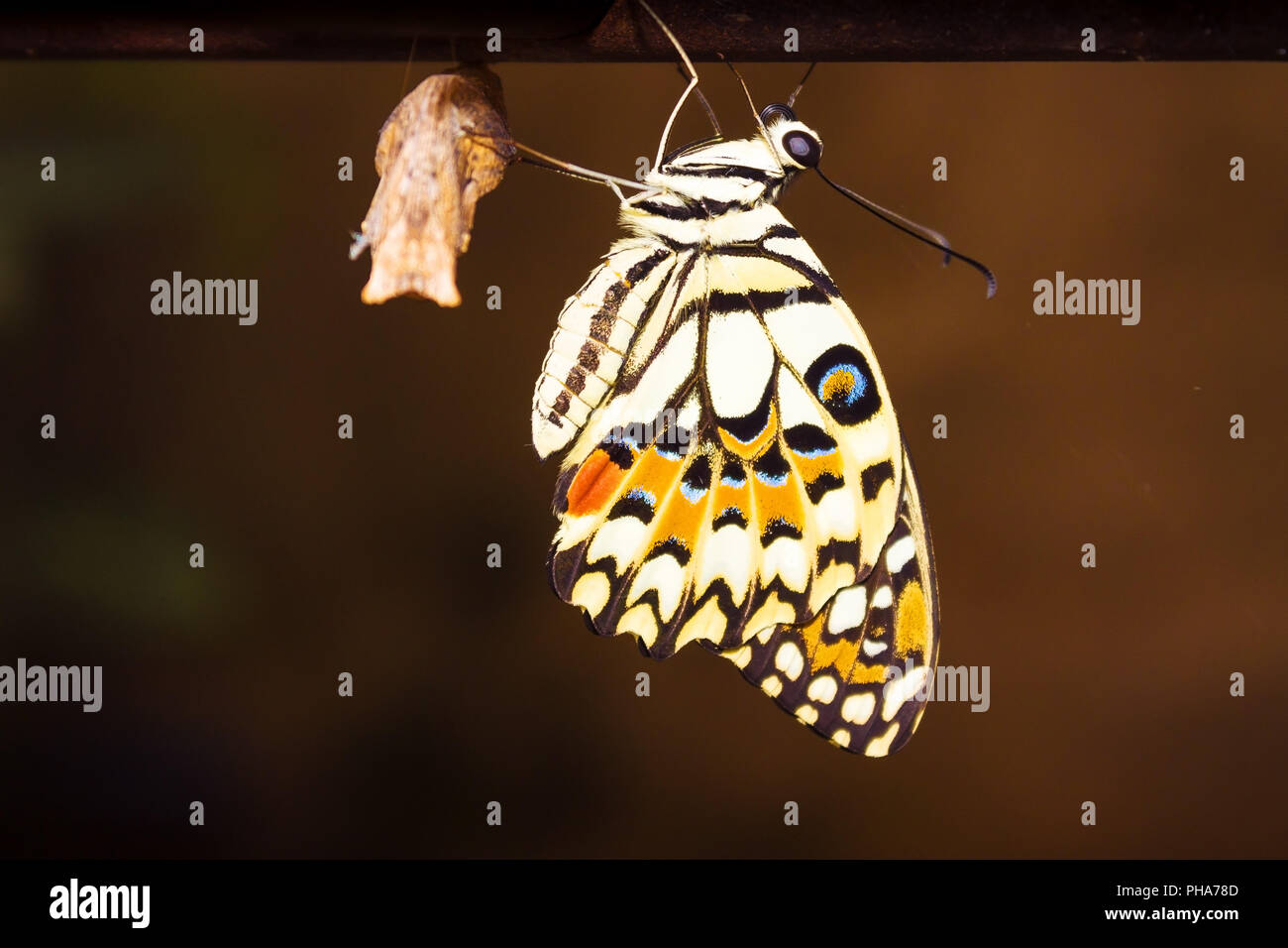 New butterfly hangs just after exits from its cocoon in the end of its ...