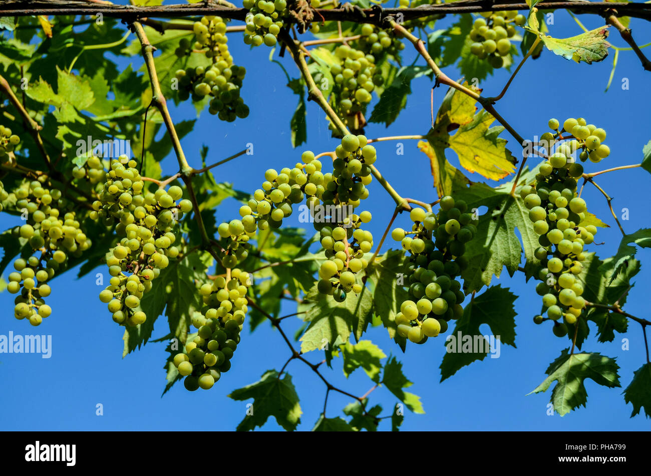 Unripe grape hi-res stock photography and images - Alamy