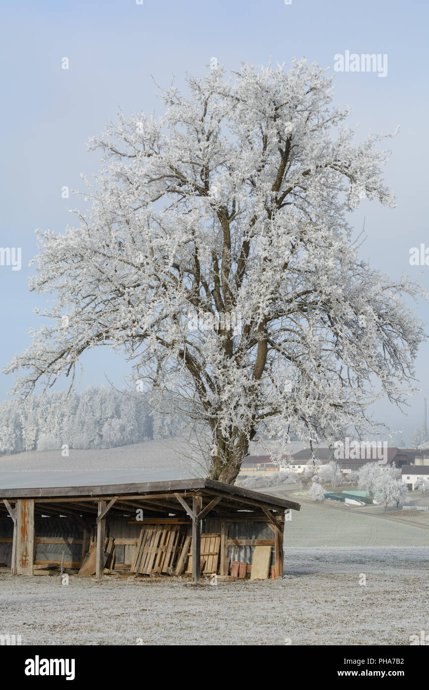 Old fruit tree fruit hi-res stock photography and images - Alamy